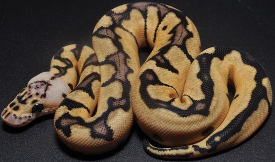 Pastel Blade Enchi Clown Ball Python by Planet Constrictor