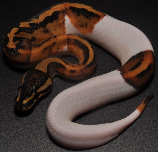 Pied Ball Python by Planet Constrictor