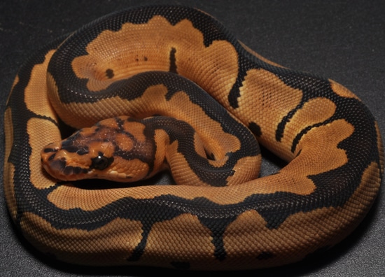 Blade Clown Ball Python by Planet Constrictor