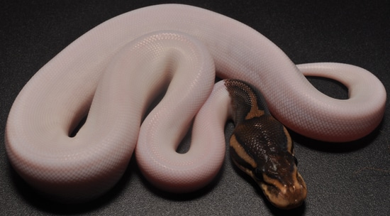 Cinny Pied Ball Python by Planet Constrictor