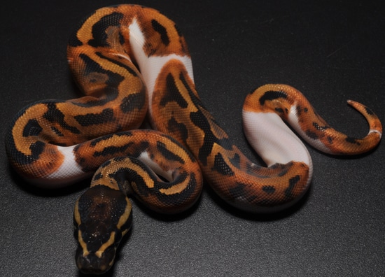 Pied Ball Python by Planet Constrictor