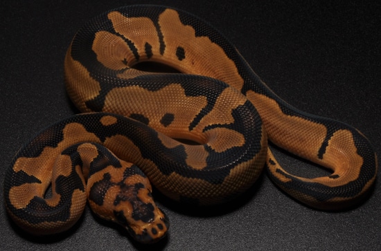 Blade Clown Ball Python by Planet Constrictor