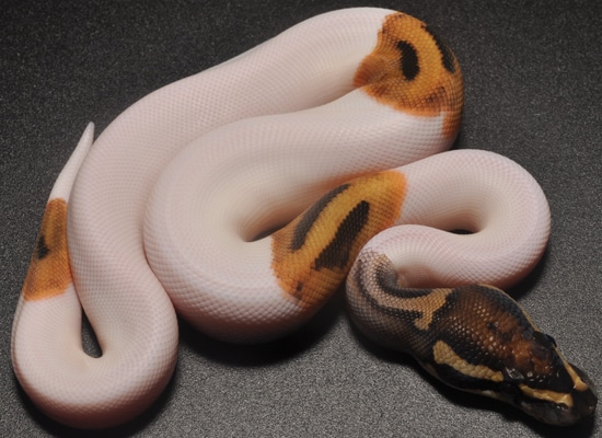 Pied Ball Python by Planet Constrictor