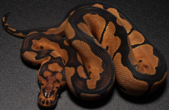 Blade Clown Ball Python by Planet Constrictor