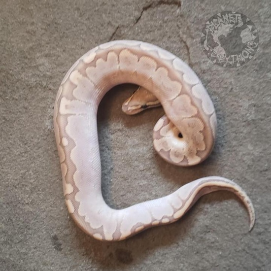 Bamboo Ghost Ball Python by Planet Pythons