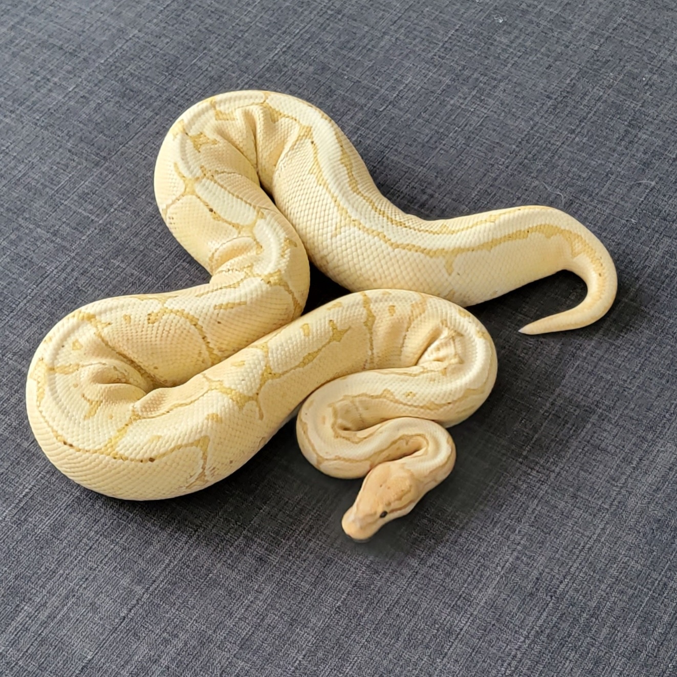 Banana Pinstripe Ball Python by Planet Pythons - MorphMarket