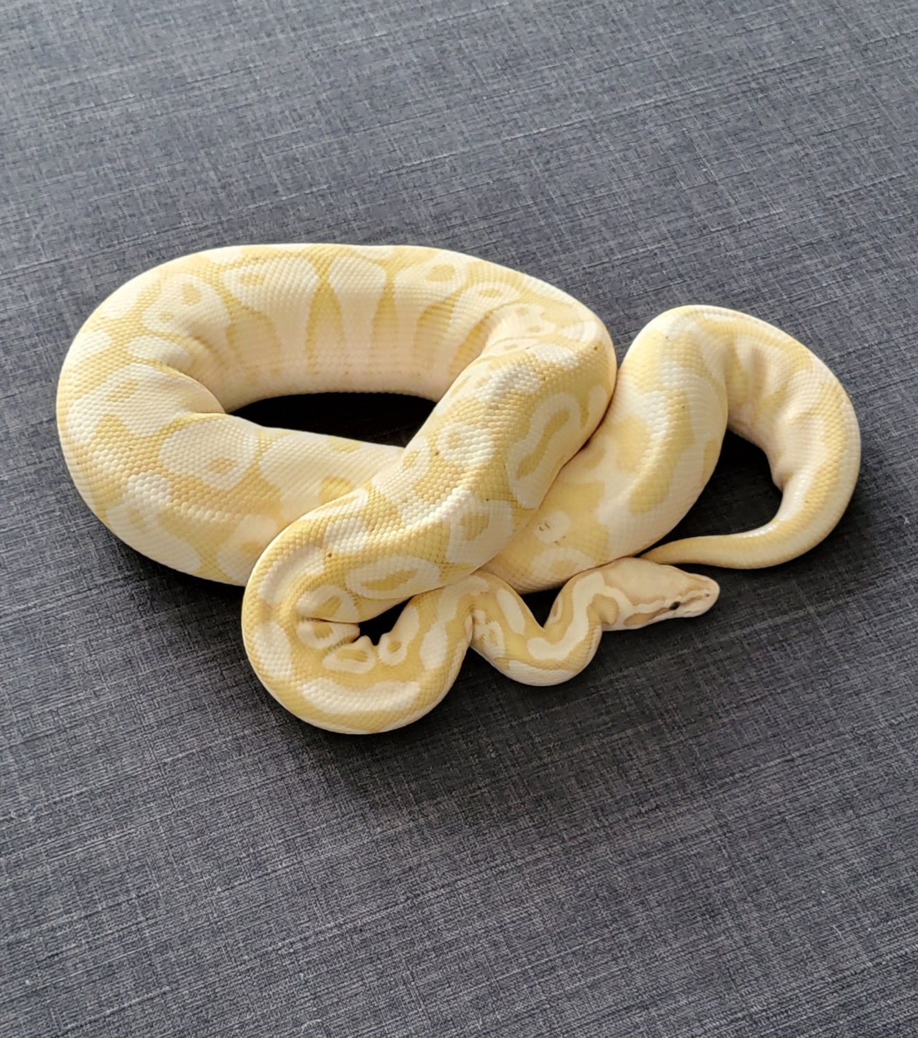 Banana Pastel Lesser Ball Python by Planet Pythons - MorphMarket
