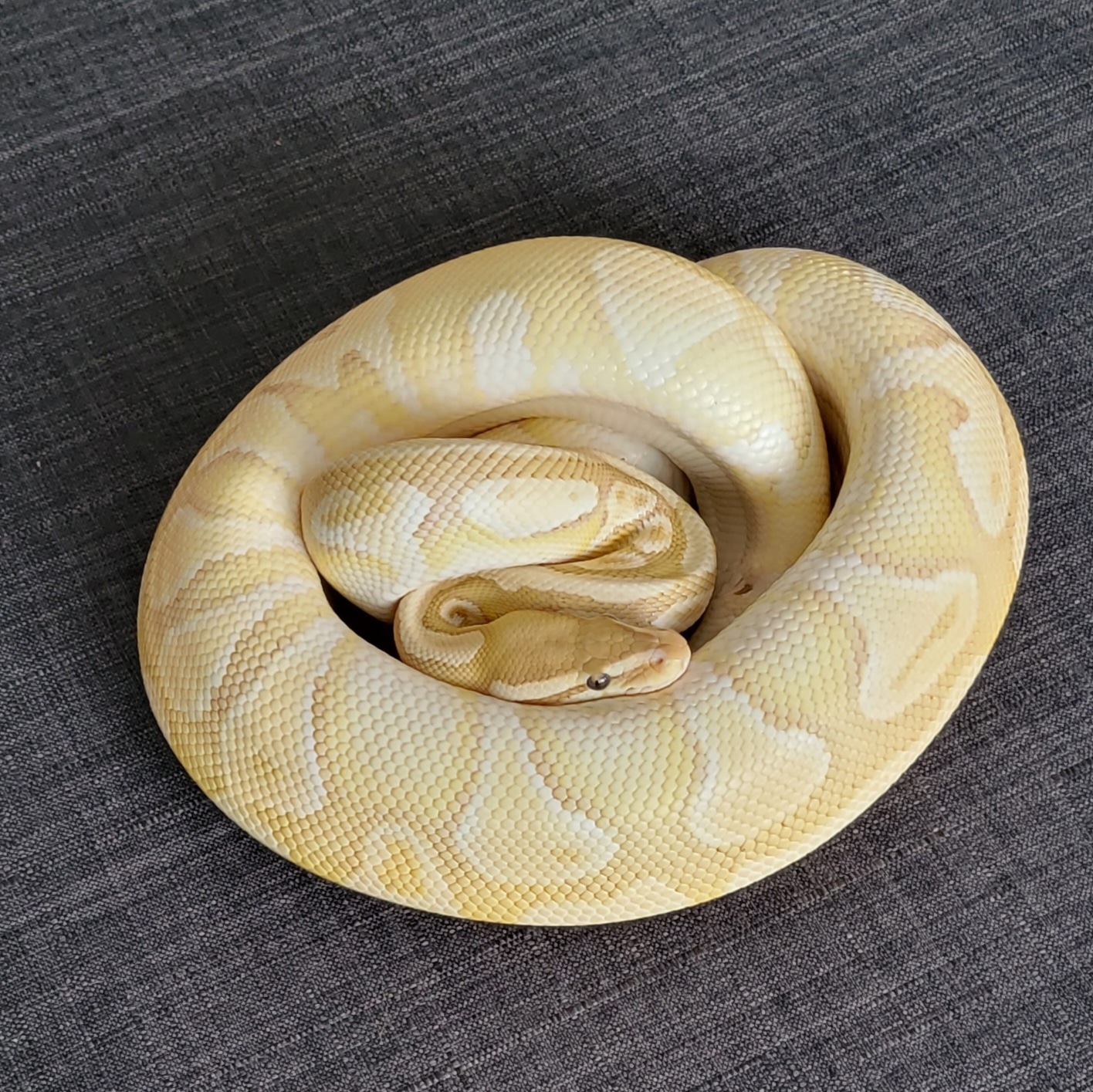 Banana Lesser Het. Clown Ball Python by Planet Pythons - MorphMarket