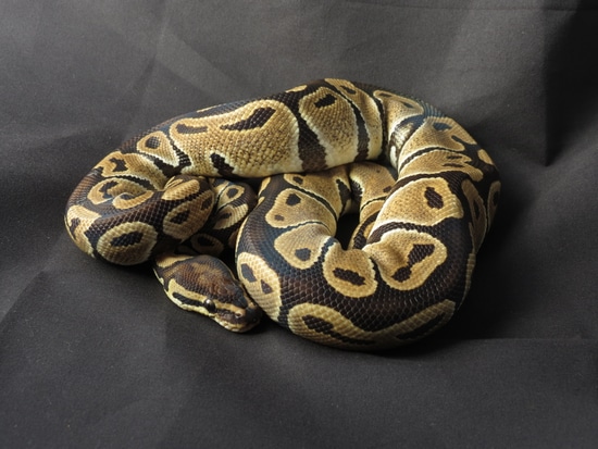 Het Clown 66% Het VPI Axanthic $500 Ball Python by Planet Pythons