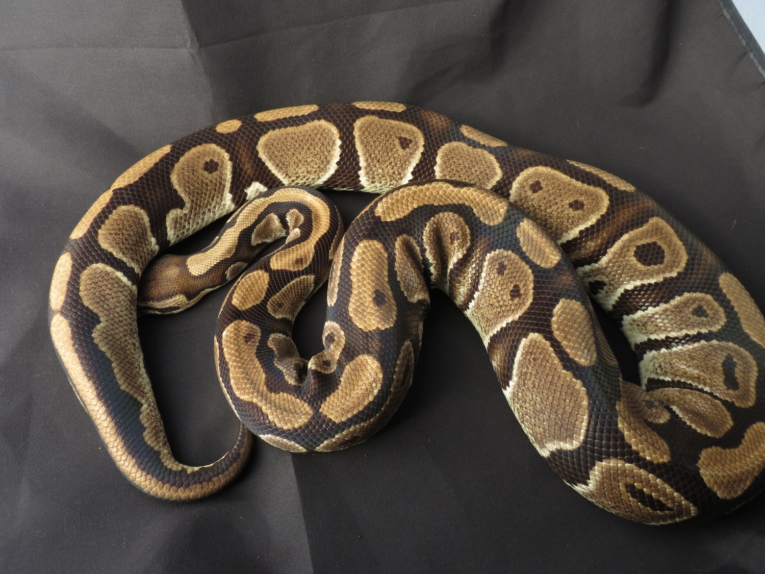 Double Het Albino Clown Ball Python by Planet Pythons - MorphMarket