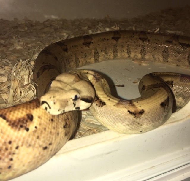 Hypo Jaguar Het Anery Boa Constrictor by Platinum Exotic Reptiles ...