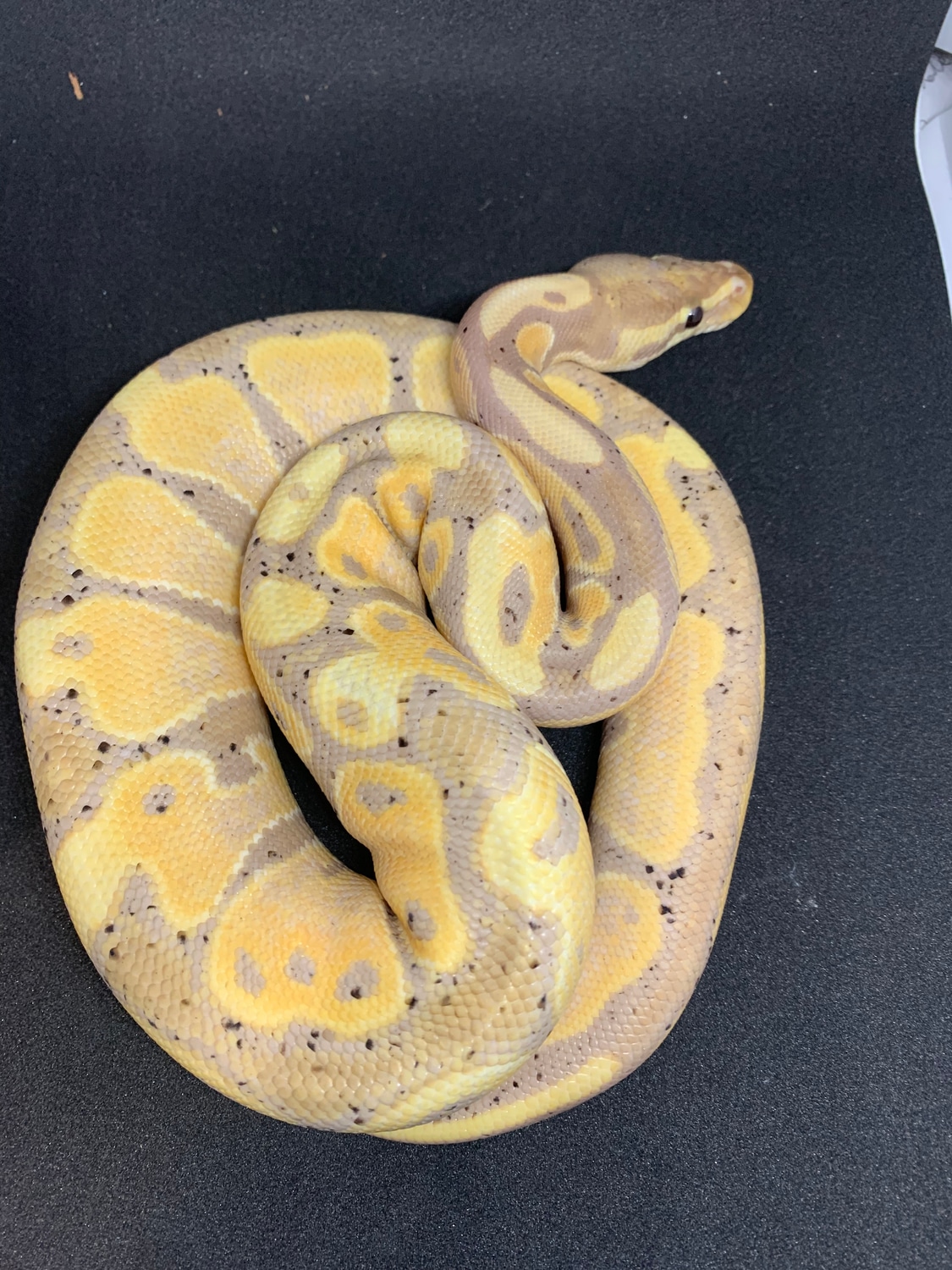 Banana Black Pastel/cinnamon Ball Python by Platinum Exotic Reptiles ...