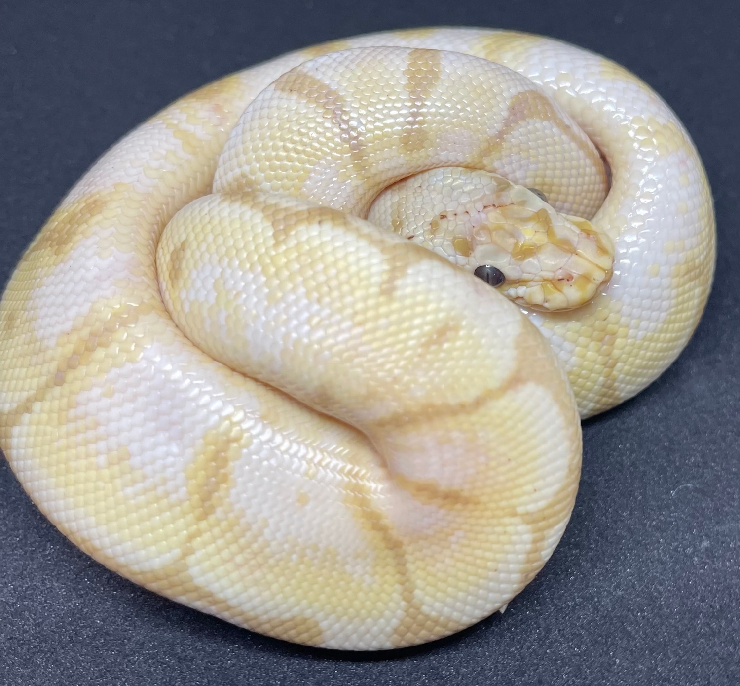 Super Pastel Banana Enchi Spider Ball Python by Platinum Exotic ...