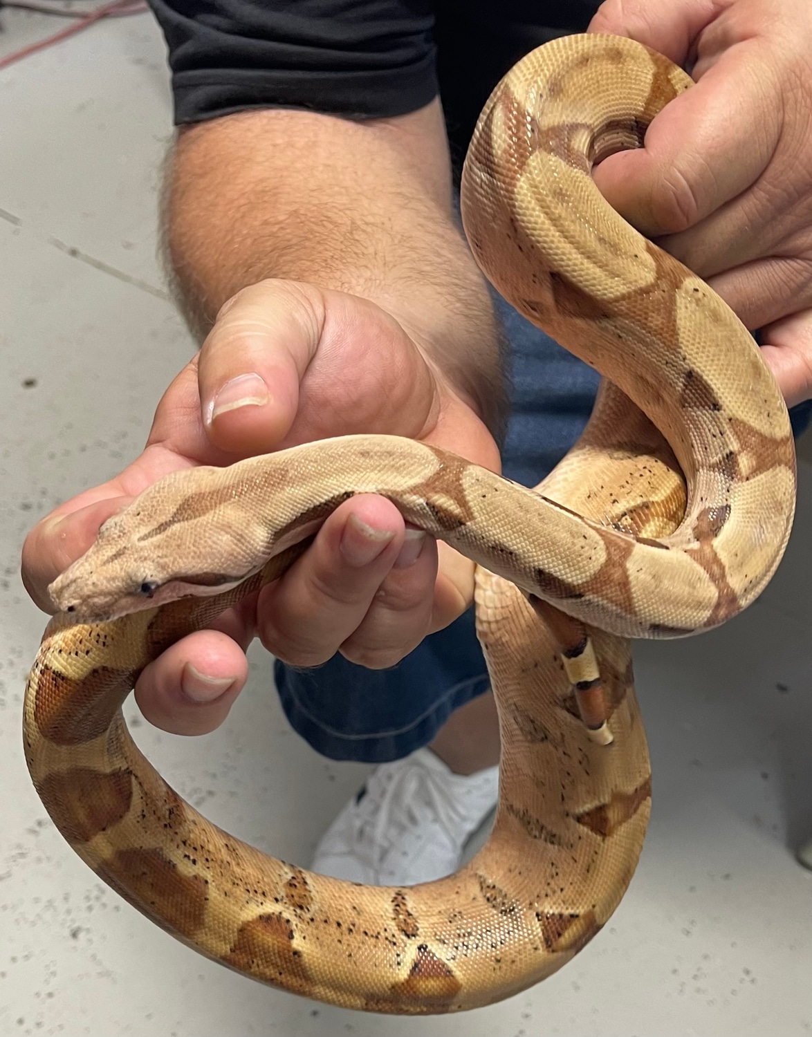 Salmon Hypo Aby Cherry Boa Constrictor by Platinum Exotic Reptiles ...