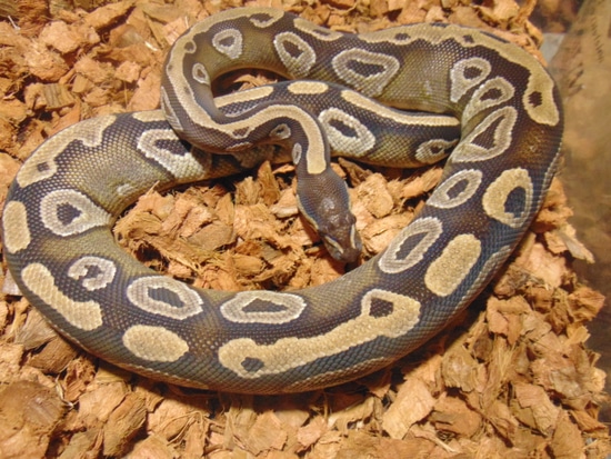 Mojave/Mystic Ball Python by Platinum Exotic Reptiles
