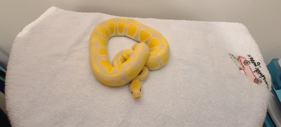 Toffino Ball Python by PLballpythons