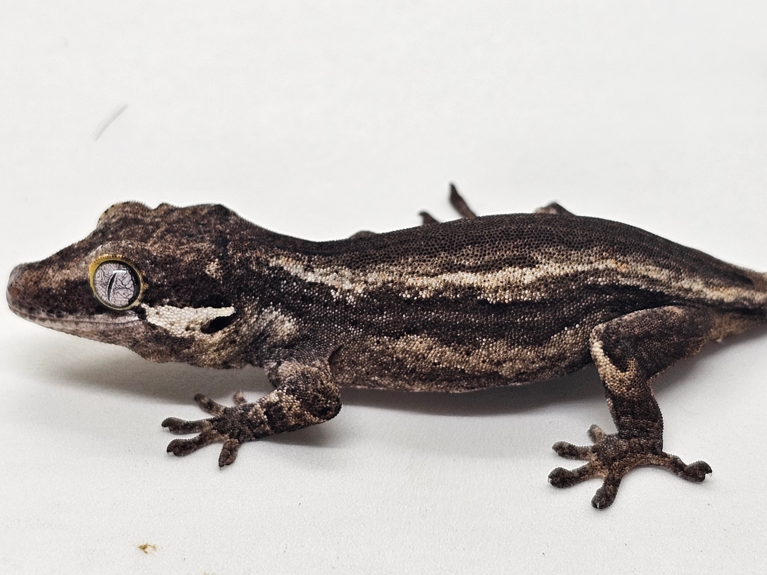 Brown And Black Gargoyle Gecko Baby by Elena's Exotics - MorphMarket