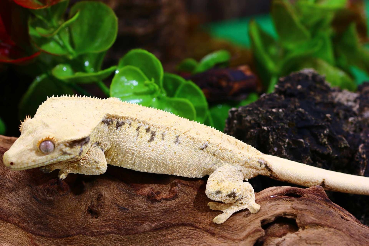 Plecho Geckos's Collection - MorphMarket