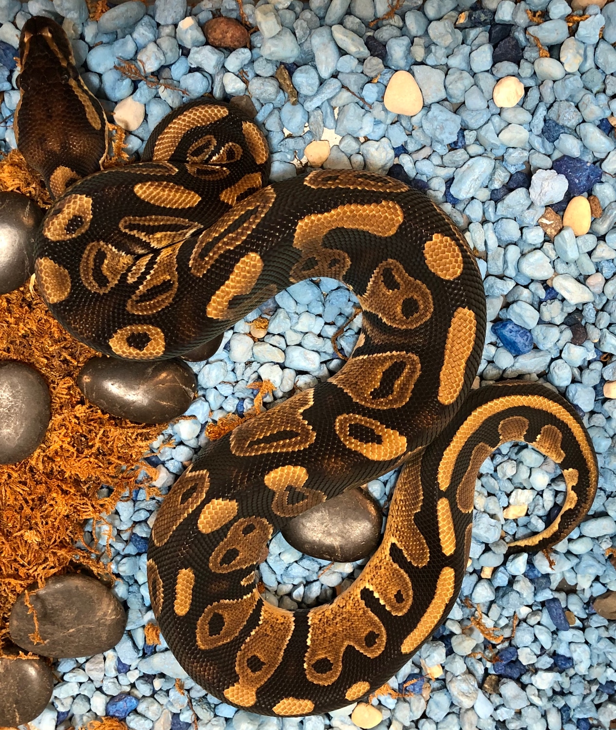 Normal Ball Ball Python by Prairieland Herp - MorphMarket