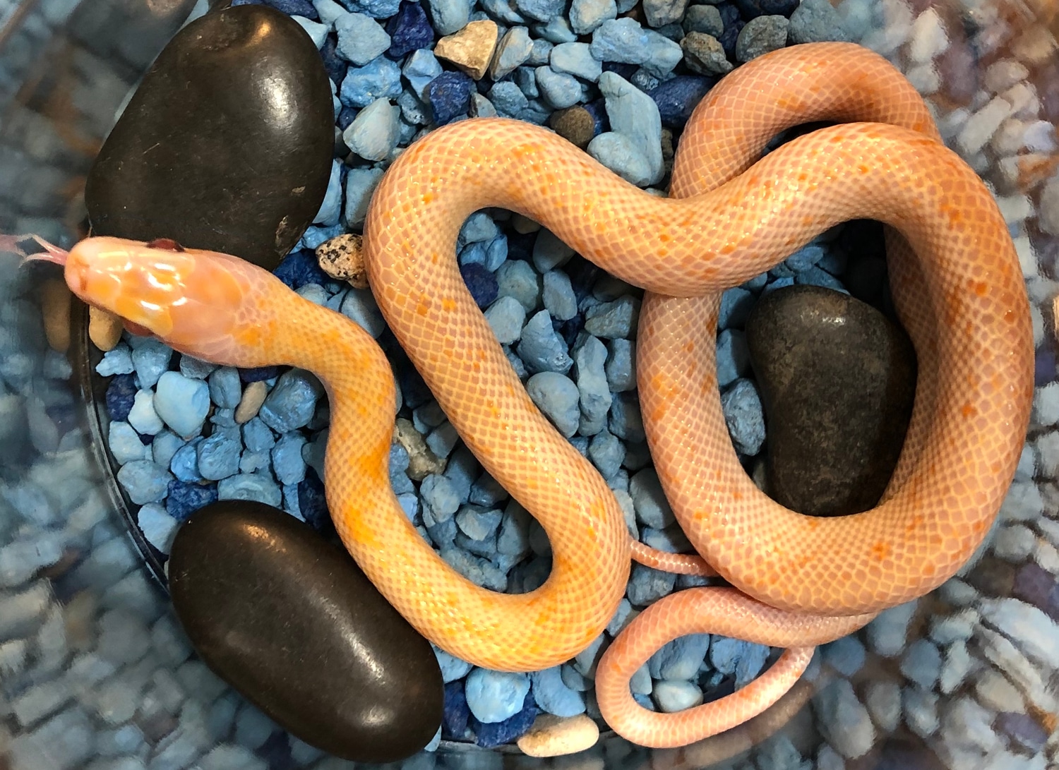 Hypo Calico Chinese Beauty Rat Snake by Prairieland Herp - MorphMarket