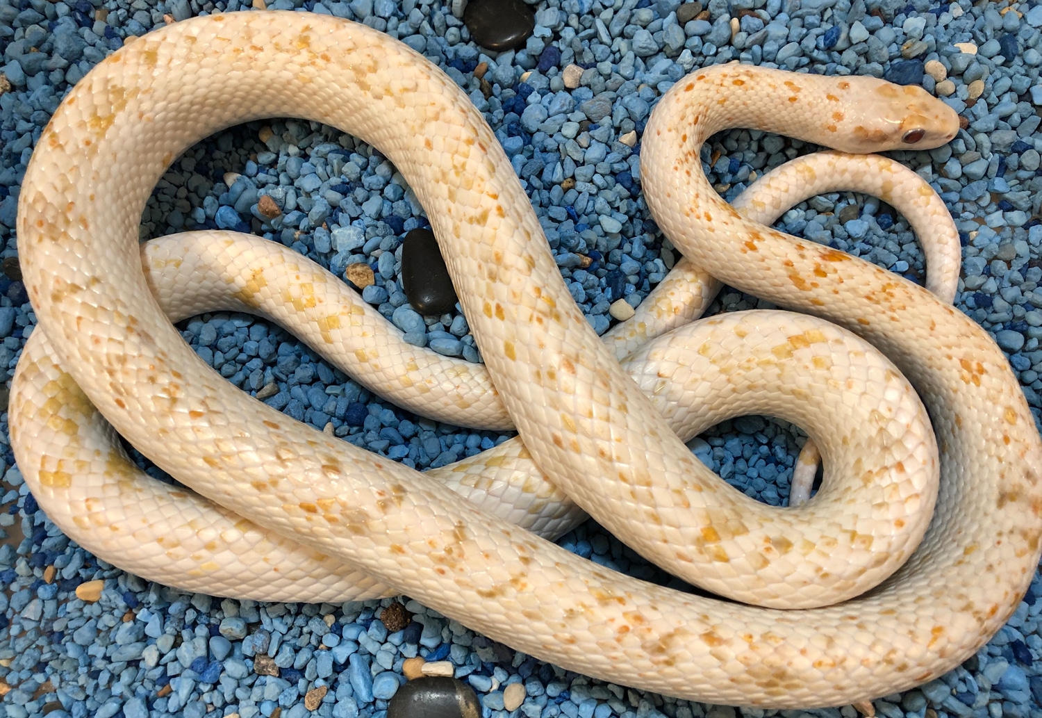 Hypo Calico Chinese Beauty Rat Snake by Prairieland Herp - MorphMarket