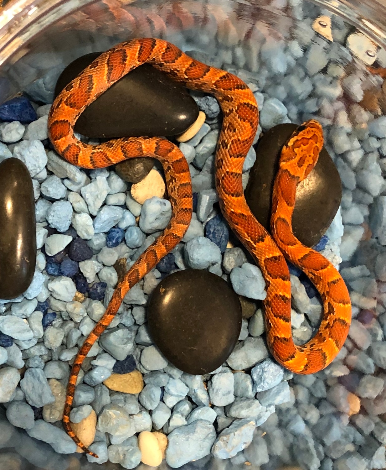 Sunkissed, Het Amel Corn Snake by Prairieland Herp - MorphMarket