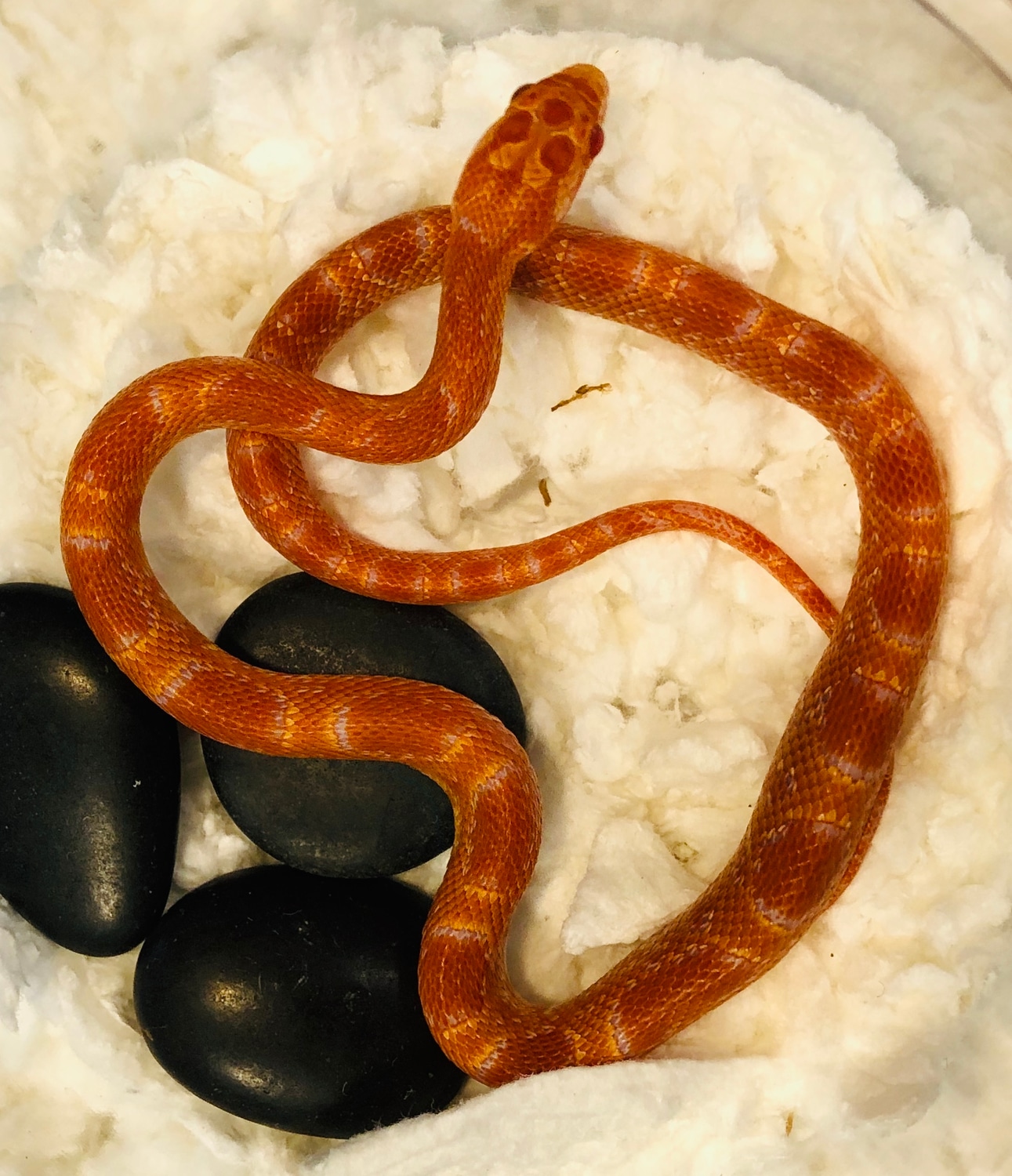 Amel Sunkissed Corn Snake by Prairieland Herp - MorphMarket