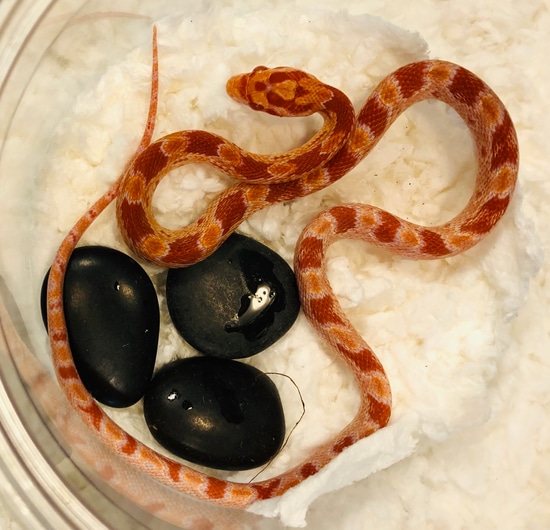Red Fluorescent Corn Snake by Prairieland Herp
