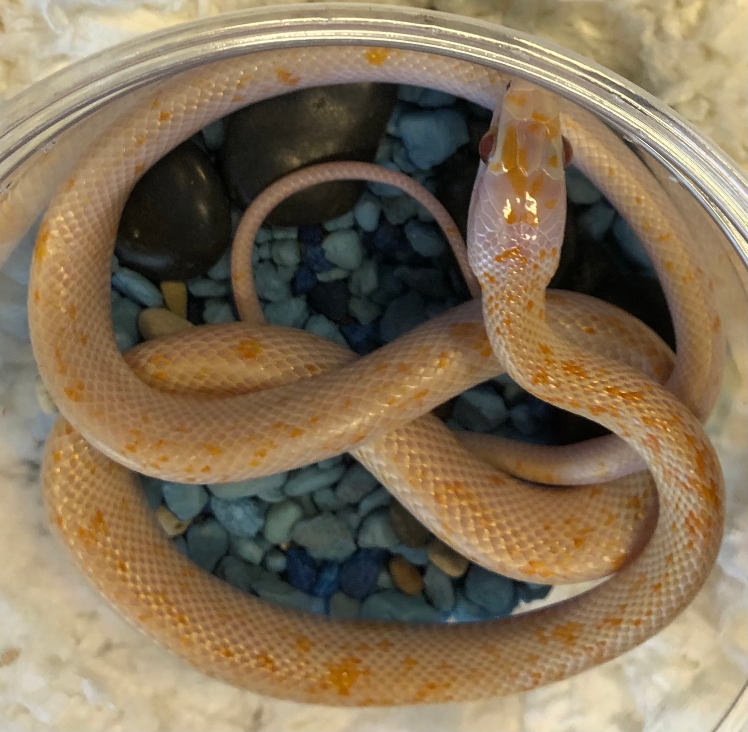 Hypo Calico Chinese Beauty Rat Snake by Prairieland Herp - MorphMarket