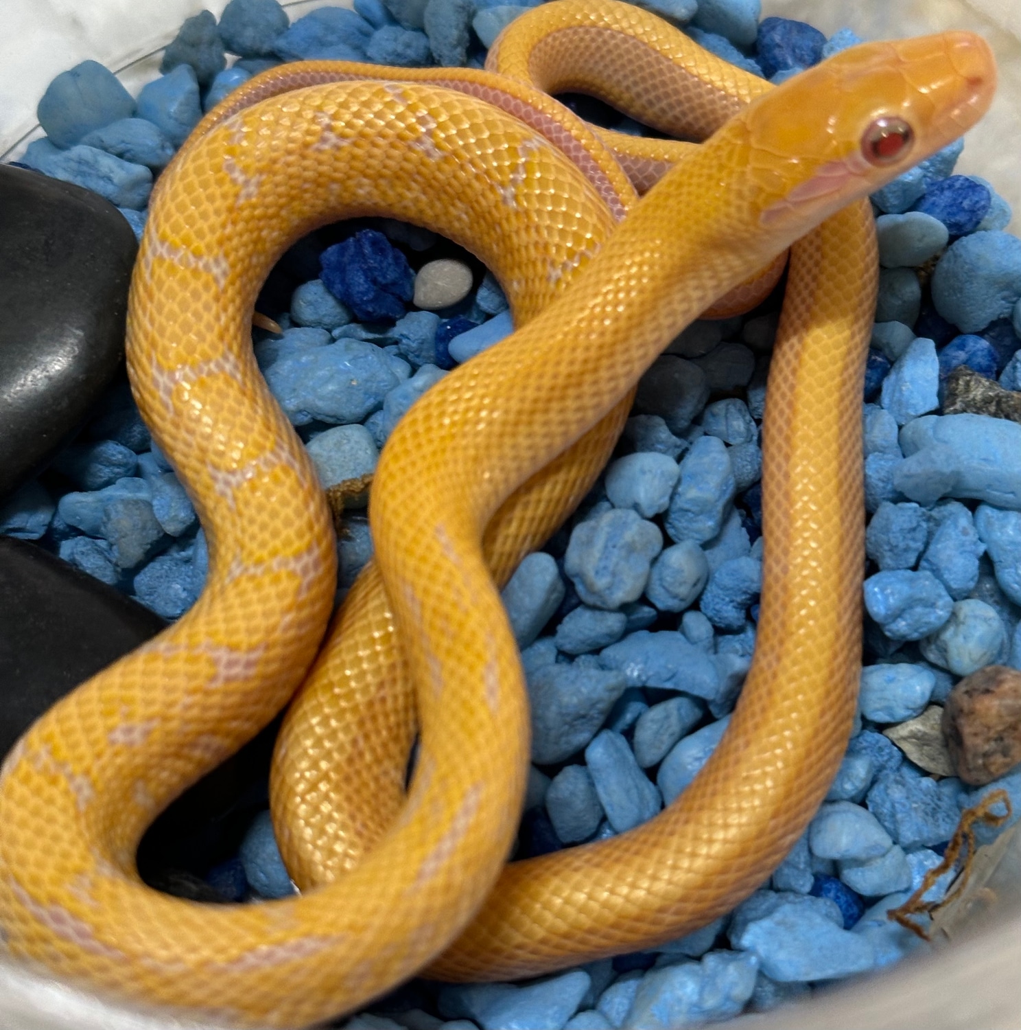 Hypo Chinese Beauty Rat Snake by Prairieland Herp - MorphMarket