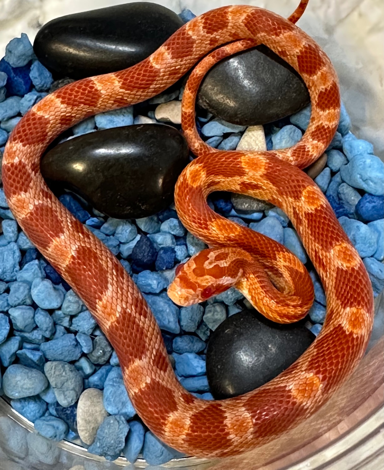 Het Anery, Het Motley, Het Dilute, Het Orange Corn Snake by Prairieland ...