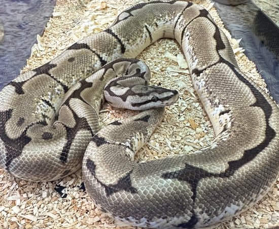 Spider Ball Python by Prairieland Herp