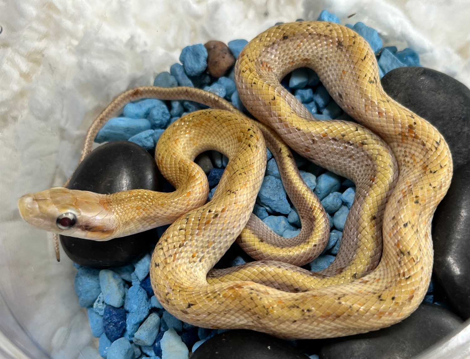 Calico Het Hypo Chinese Beauty Rat Snake by Prairieland Herp - MorphMarket
