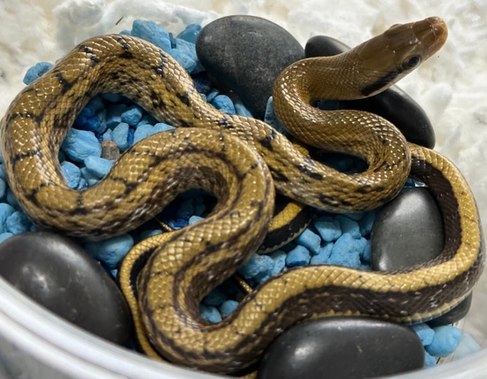 Het Hypo, Pos Het Calico Chinese Beauty Beauty Rat Snake by Prairieland ...
