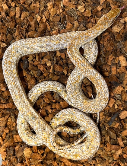 Calico Chinese Beauty Beauty Rat Snake by Prairieland Herp