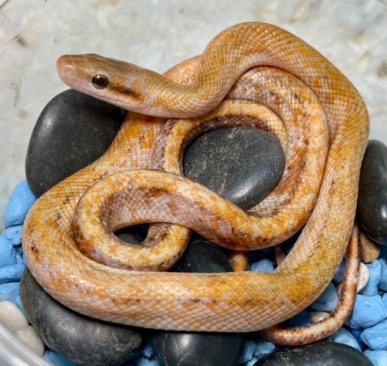 Calico Chinese Beauty Beauty Rat Snake by Prairieland Herp