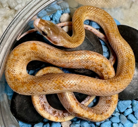 Calico Chinese Beauty Beauty Rat Snake by Prairieland Herp