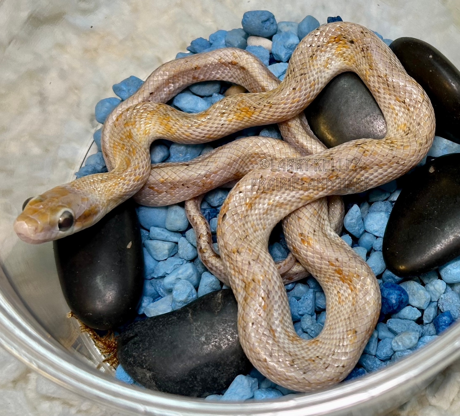Calico Het Hypo Beauty Rat Snake by Prairieland Herp - MorphMarket