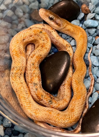 Calico Chinese Beauty Beauty Rat Snake by Prairieland Herp