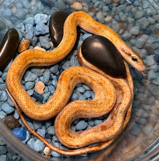 Calico Chinese Beauty Beauty Rat Snake by Prairieland Herp