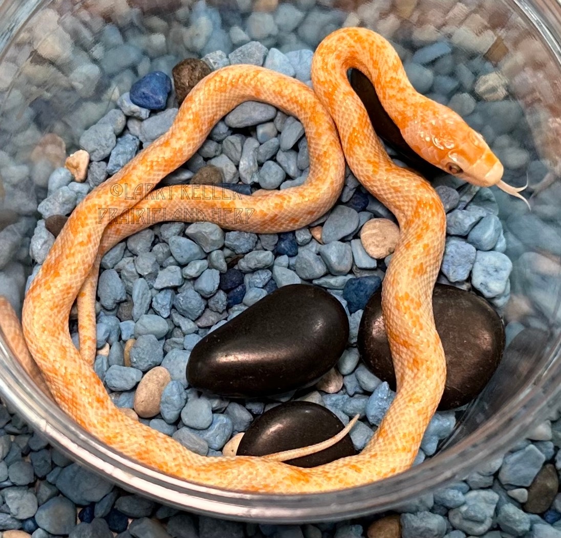 Hypo Calico Chinese Beauty Beauty Rat Snake by Prairieland Herp ...