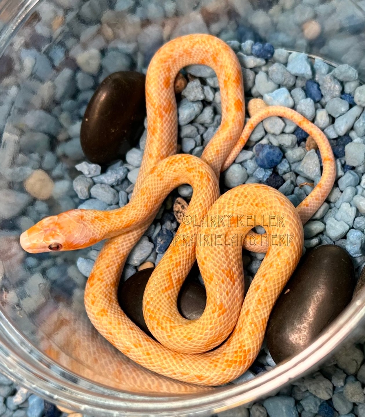 Hypo Calico Chinese Beauty Beauty Rat Snake by Prairieland Herp ...