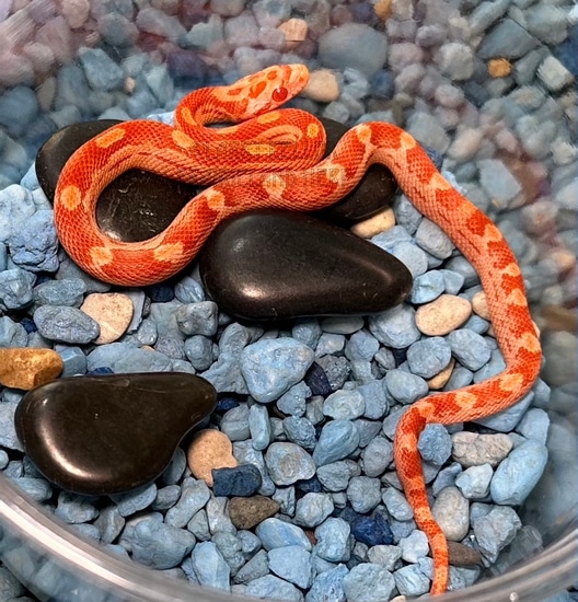 Motley Fire Corn Snake by Prairieland Herp