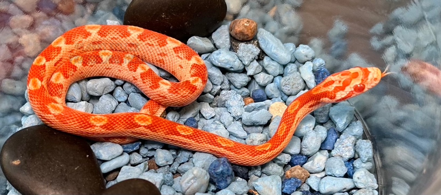 Motley Fire Corn Snake by Prairieland Herp - MorphMarket