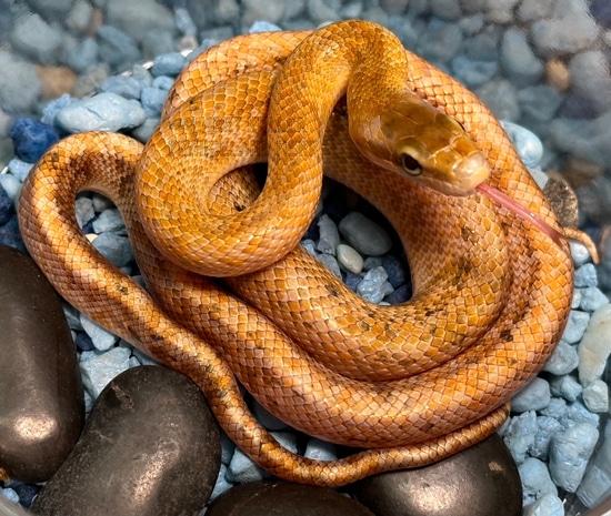 Calico Chinese Beauty Beauty Rat Snake by Prairieland Herp