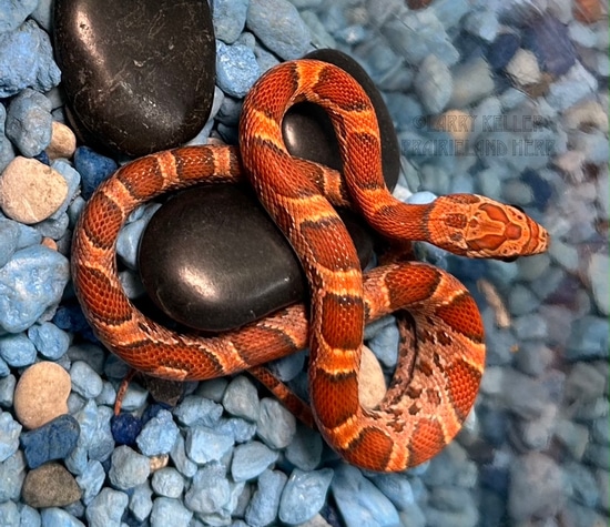 Hypo Okeetee Corn Snake by Prairieland Herp