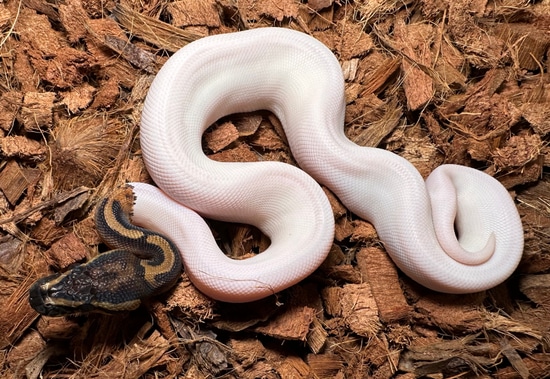 High White Pied Ball Python by Prairieland Herp