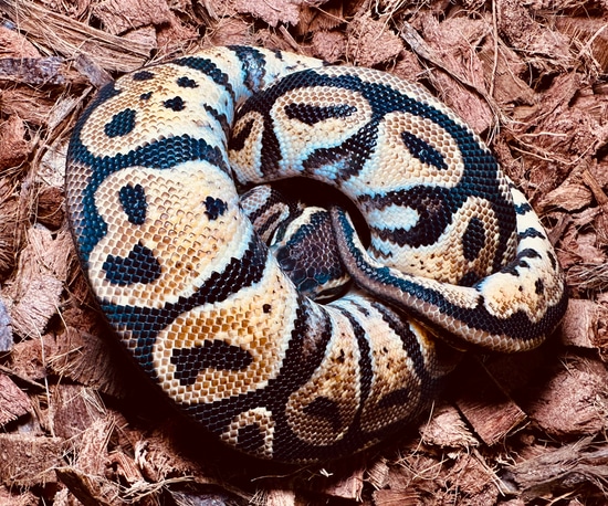 Pastel Ball Python by Prairieland Herp