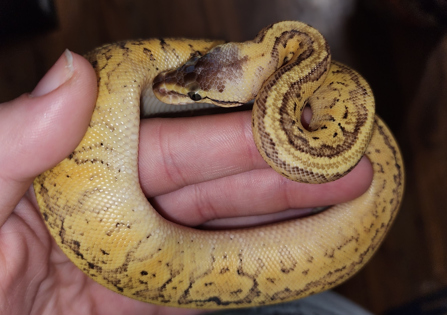 Pastel Enchi Pinstripe Yellow Belly Ball Python by Plushie Exotics ...