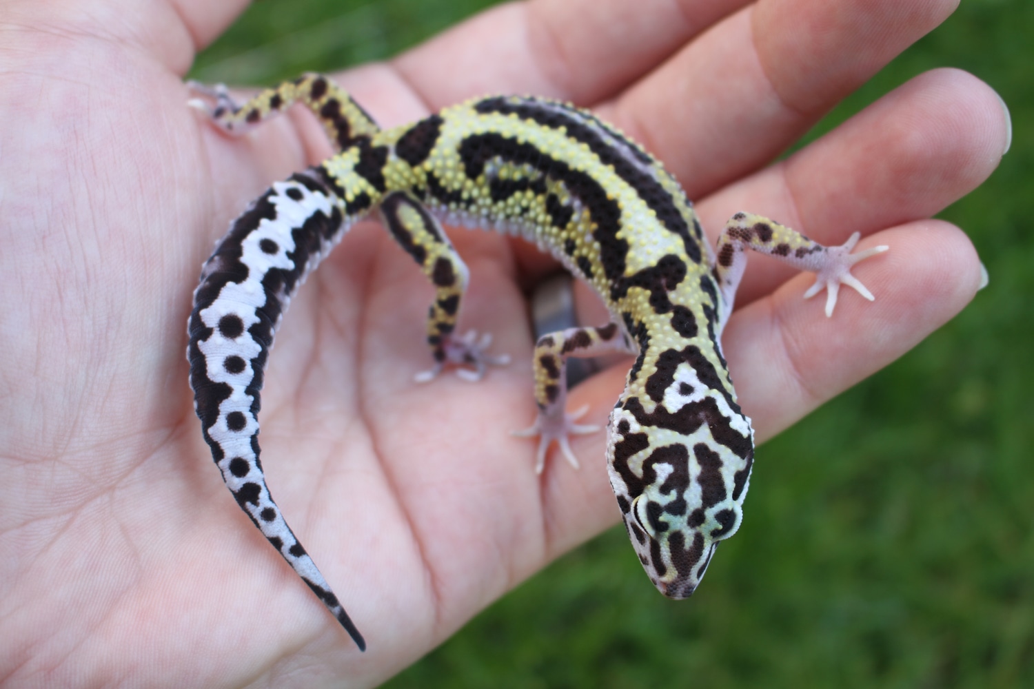Gem Bold Leopard Gecko by Pm Geckos - MorphMarket